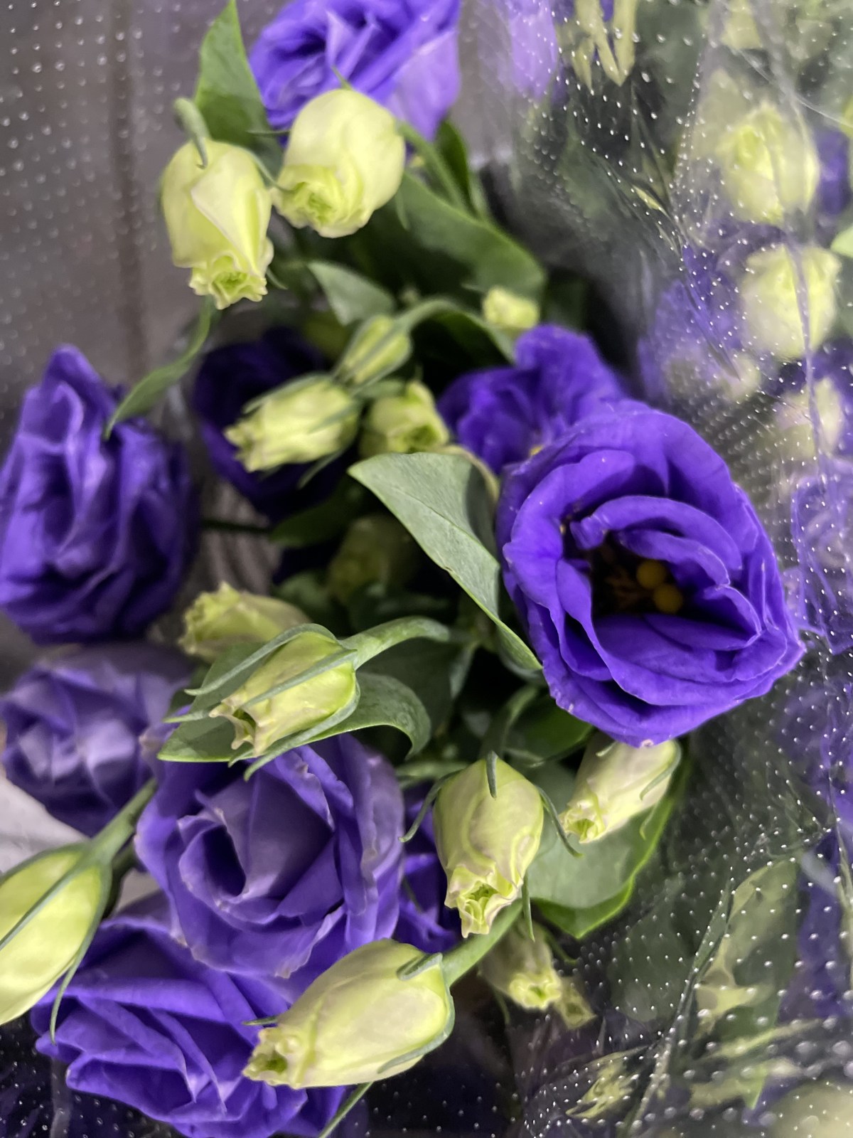 Exclusive Range – Australian Flower Group